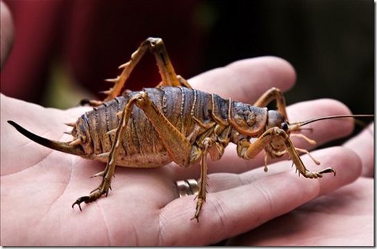 Rate #1, best ranking system: 10 Of The World’s Biggest, Baddest Bugs